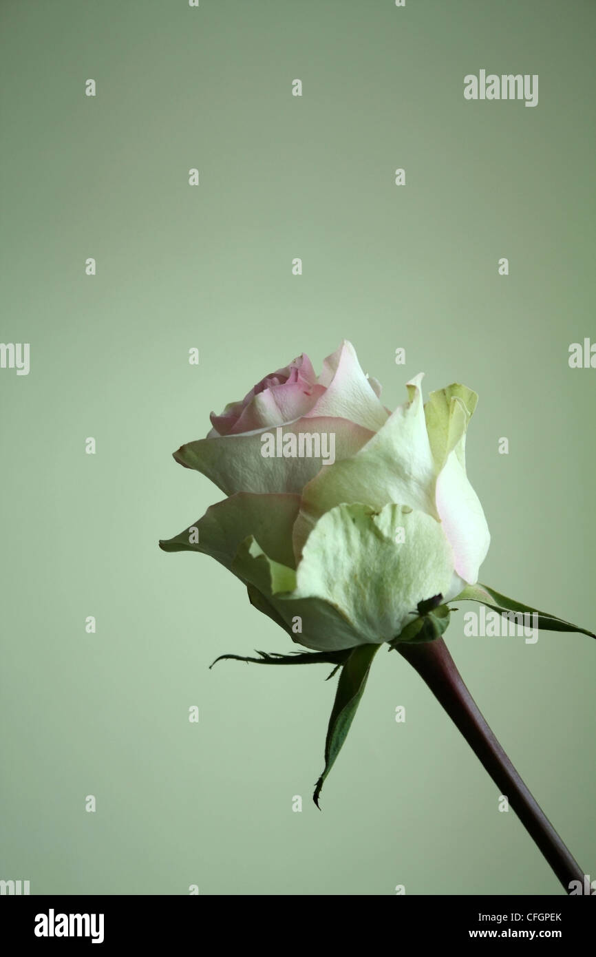 A rose on a beige background Stock Photo - Alamy