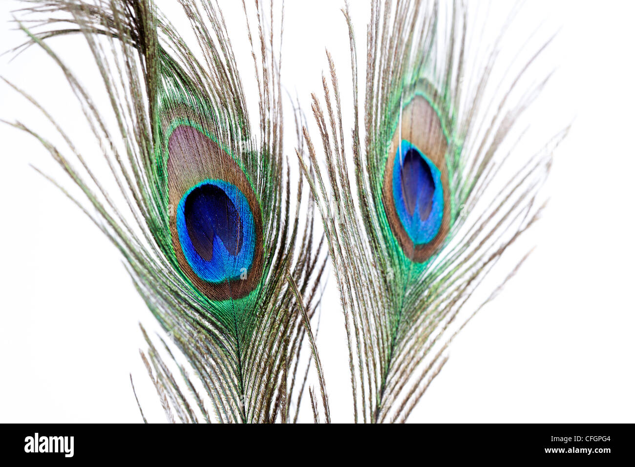 Two Peacock feathers on white background Stock Photo - Alamy