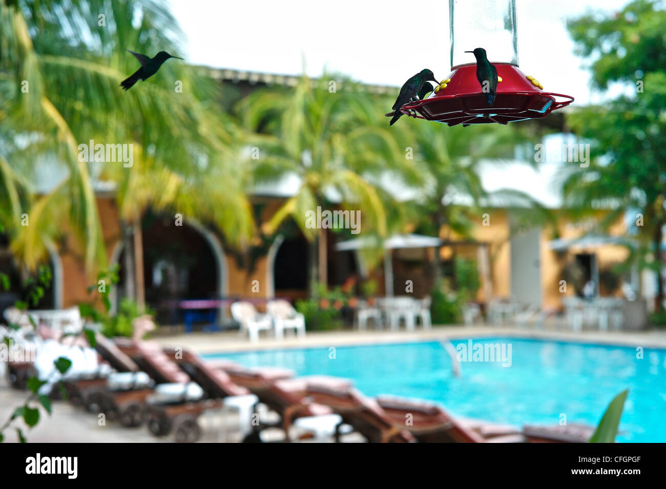 Hummingbirds at a feeder at the Mariscal Robledo Hotel swimming pool ...