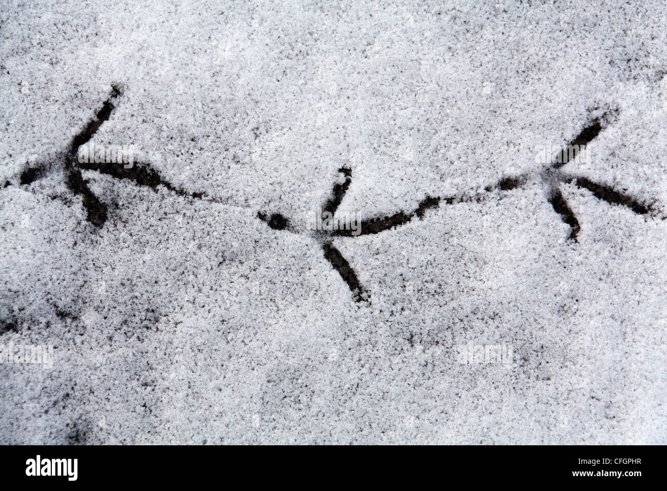 Tracks of birds hi-res stock photography and images - Alamy