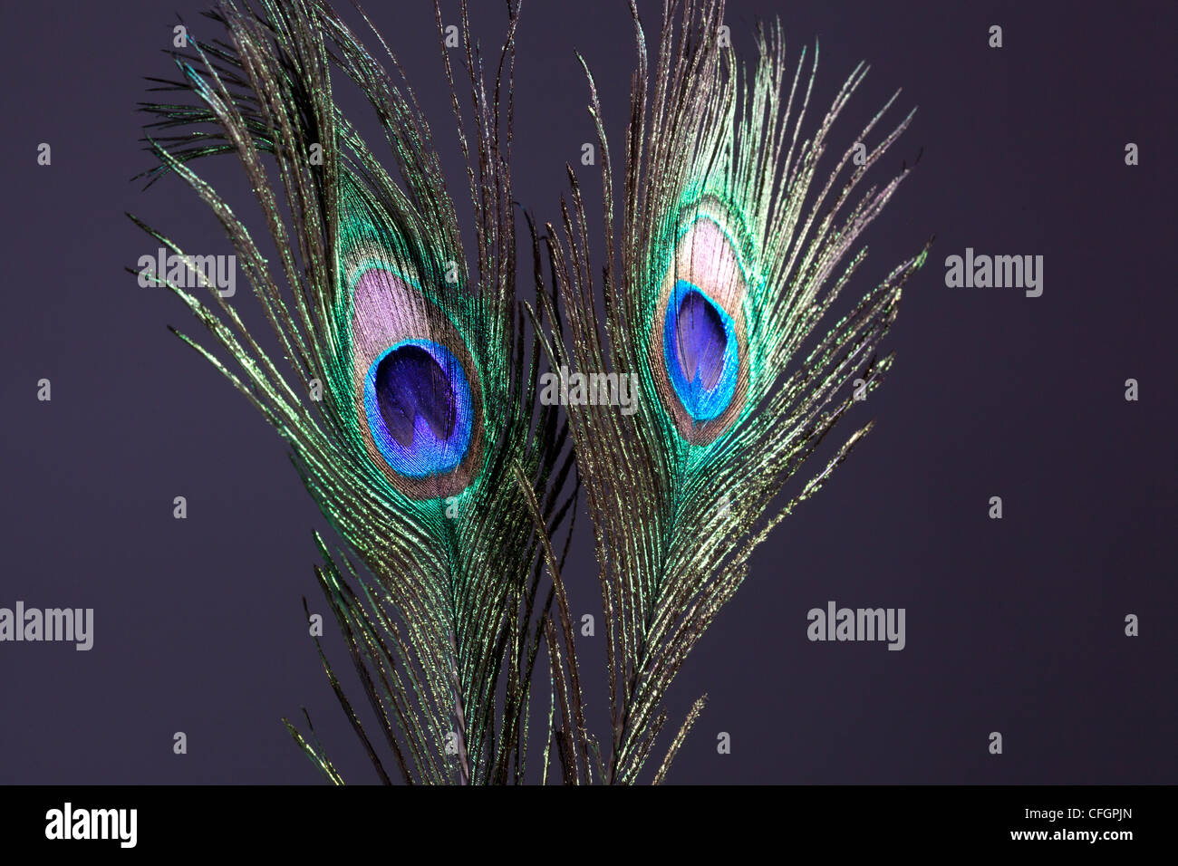 Two Peacock feathers Stock Photo - Alamy