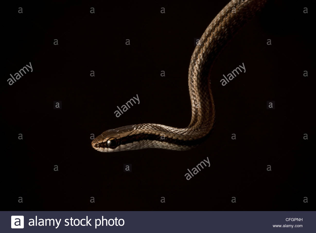 Gonave Island Stock Photos & Gonave Island Stock Images - Alamy