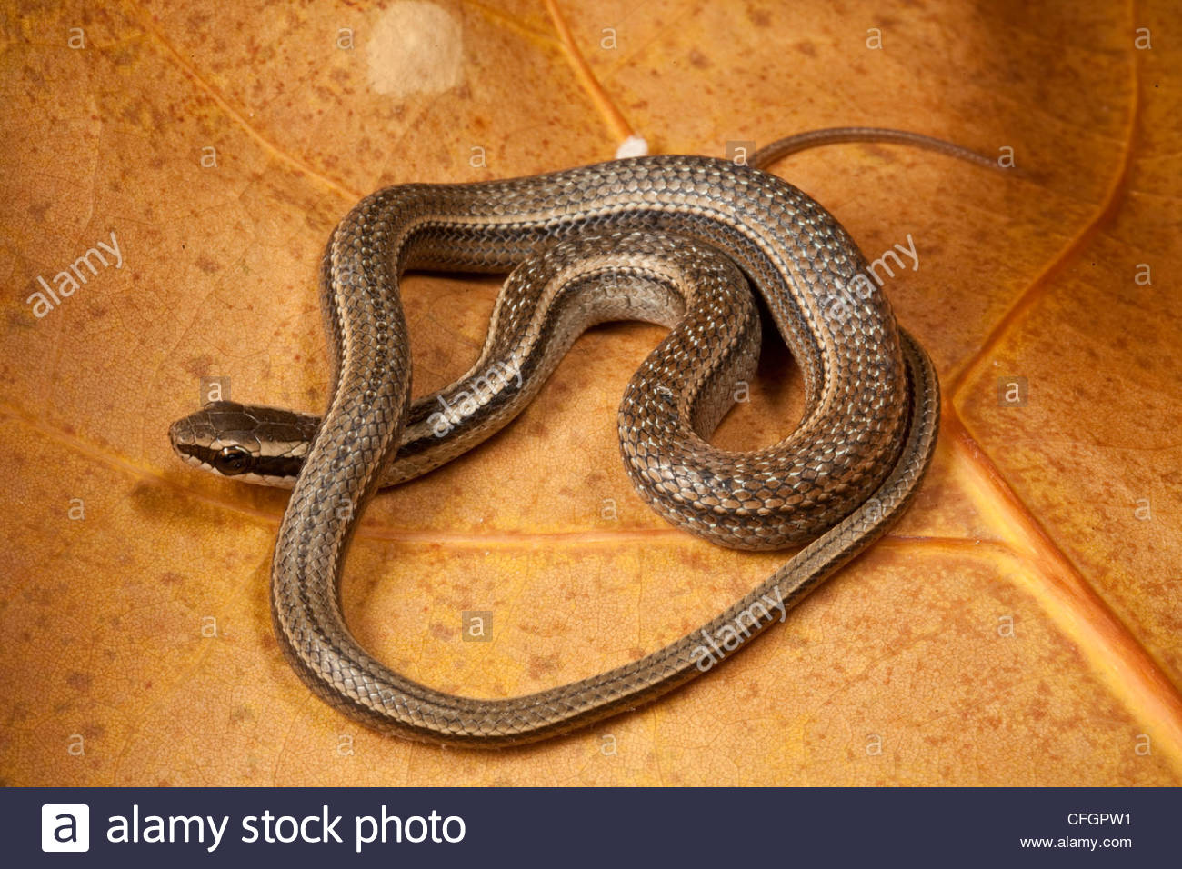 Gonave Island High Resolution Stock Photography and Images - Alamy