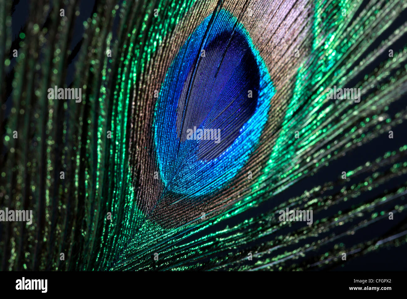 Peacock_feathers hi-res stock photography and images - Alamy