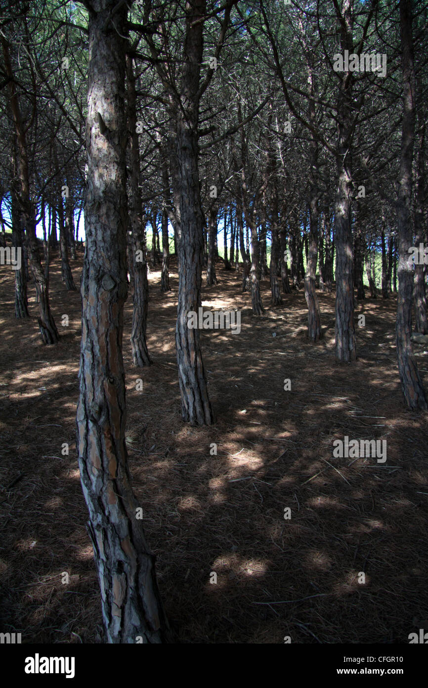 Through the trees Stock Photo - Alamy