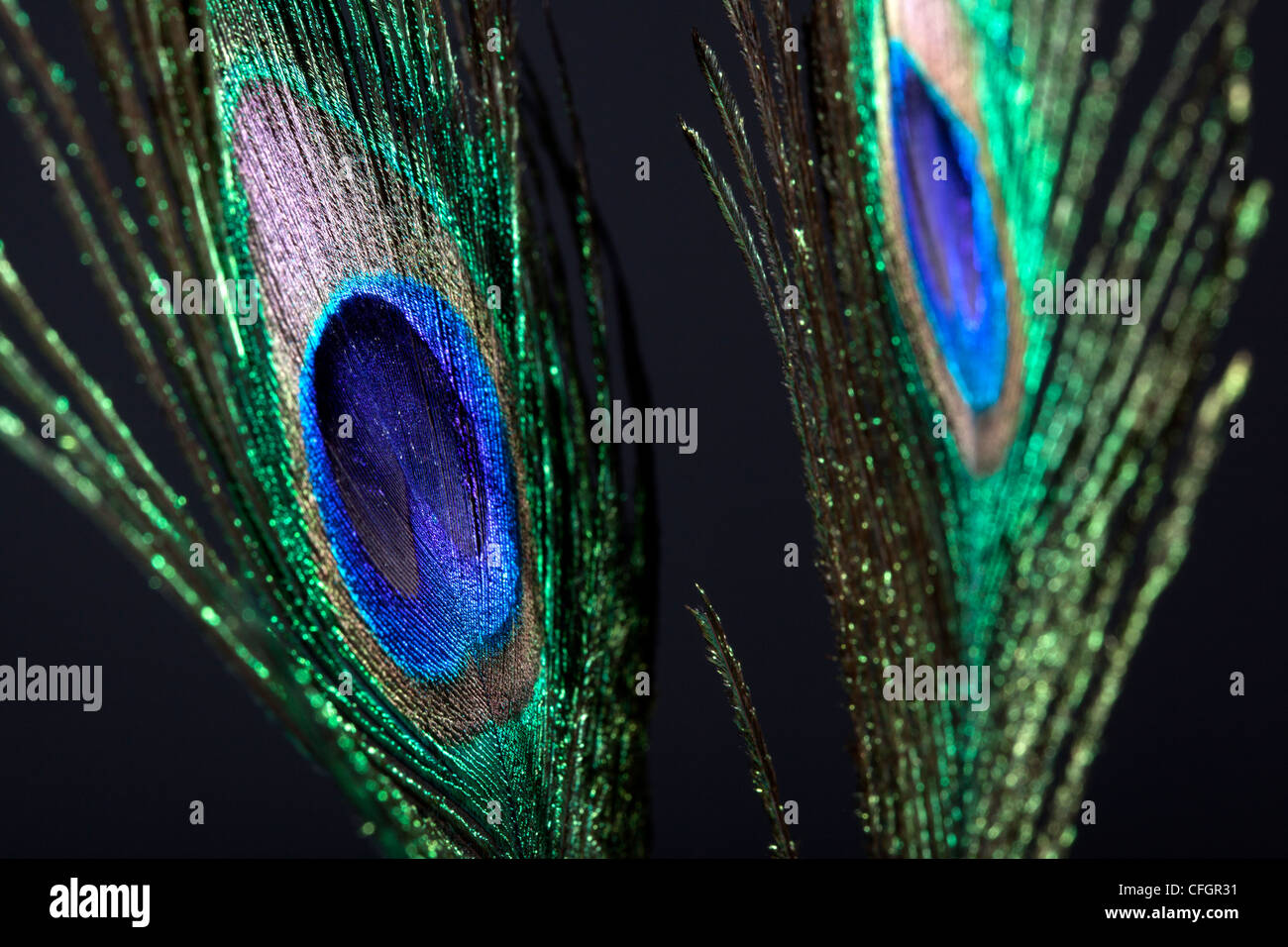 Two peacock feathers hi-res stock photography and images - Alamy