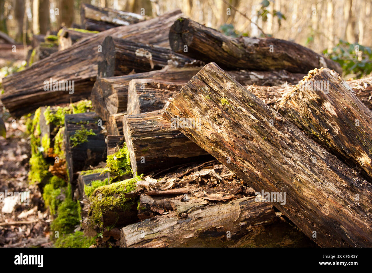 pile of logs decaying and rotting covered in moss giving feed and ...