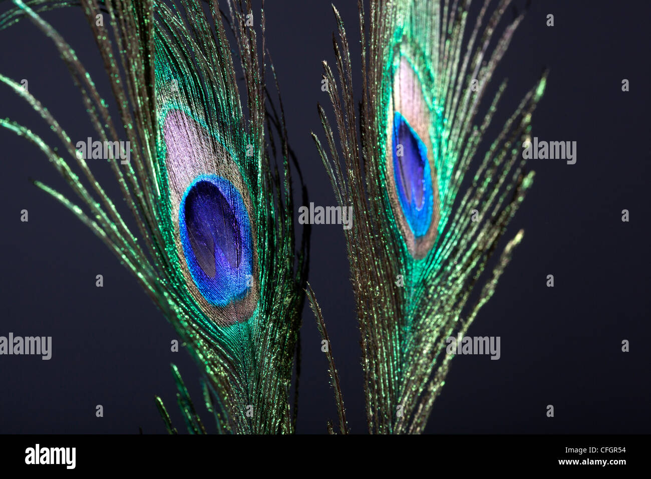 Two peacock feathers hi-res stock photography and images - Alamy