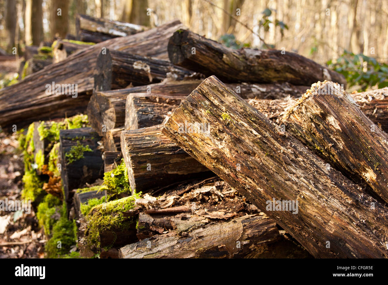 Damp logs hi-res stock photography and images - Alamy