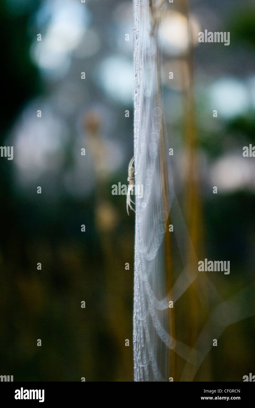 Spider side view hi-res stock photography and images - Alamy