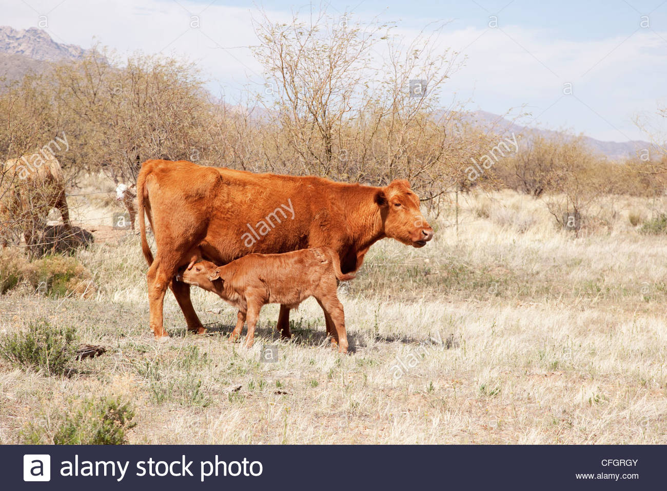 Cattle Cows Ranch Arizona High Resolution Stock Photography and Images ...
