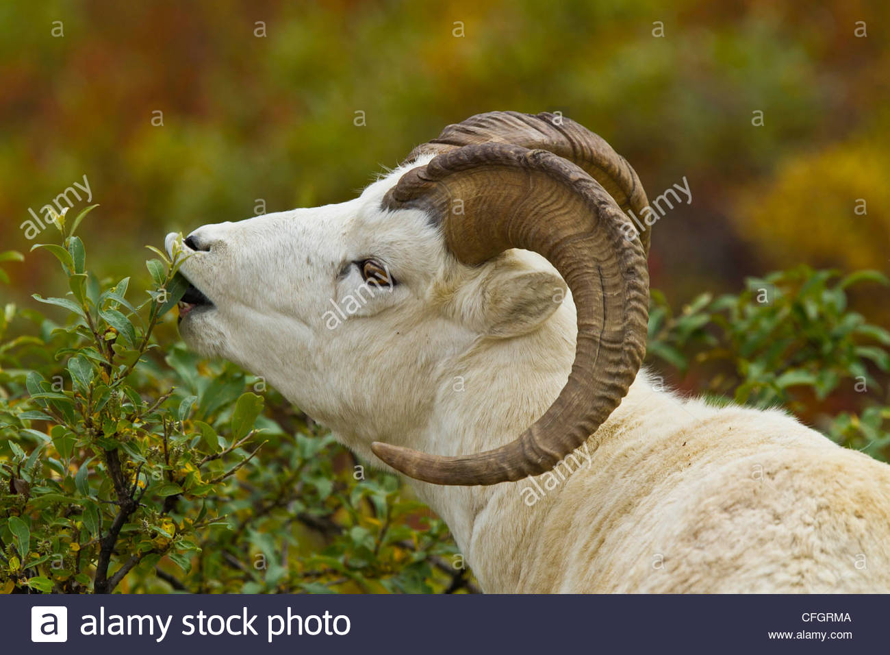 A Dall sheep grazes on bushes Stock Photo - Alamy