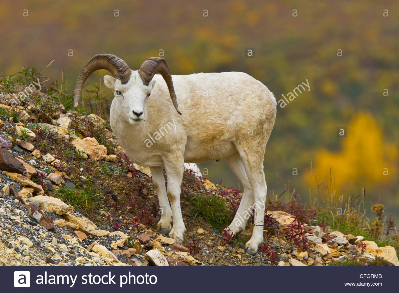 Sheep stands hi-res stock photography and images - Alamy