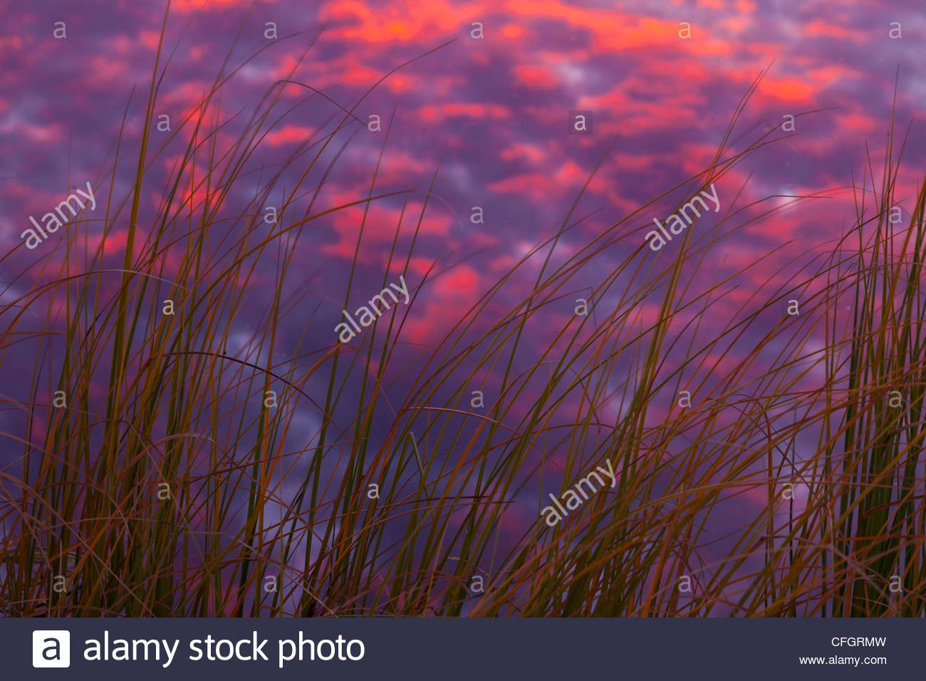 Clouds in a sunset beyond pond reeds Stock Photo - Alamy