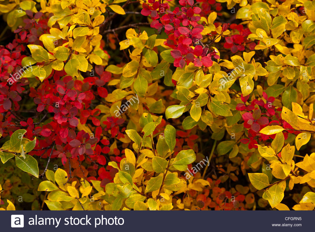 Close up of an Alaskan blueberry plant Stock Photo - Alamy