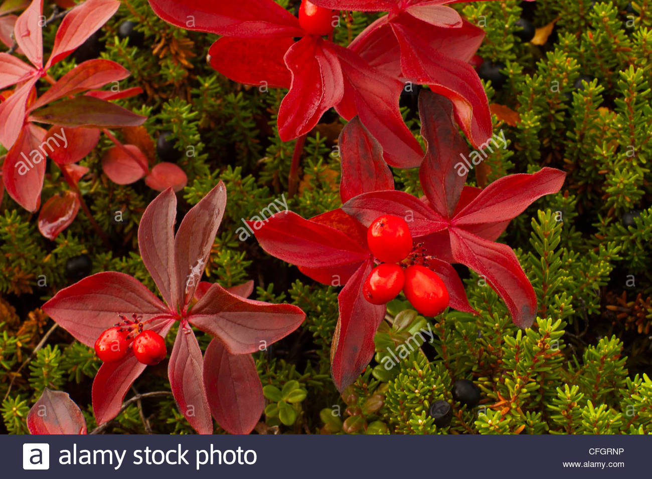 Close up of dwarf dogwood and bunchberry plants Stock Photo - Alamy