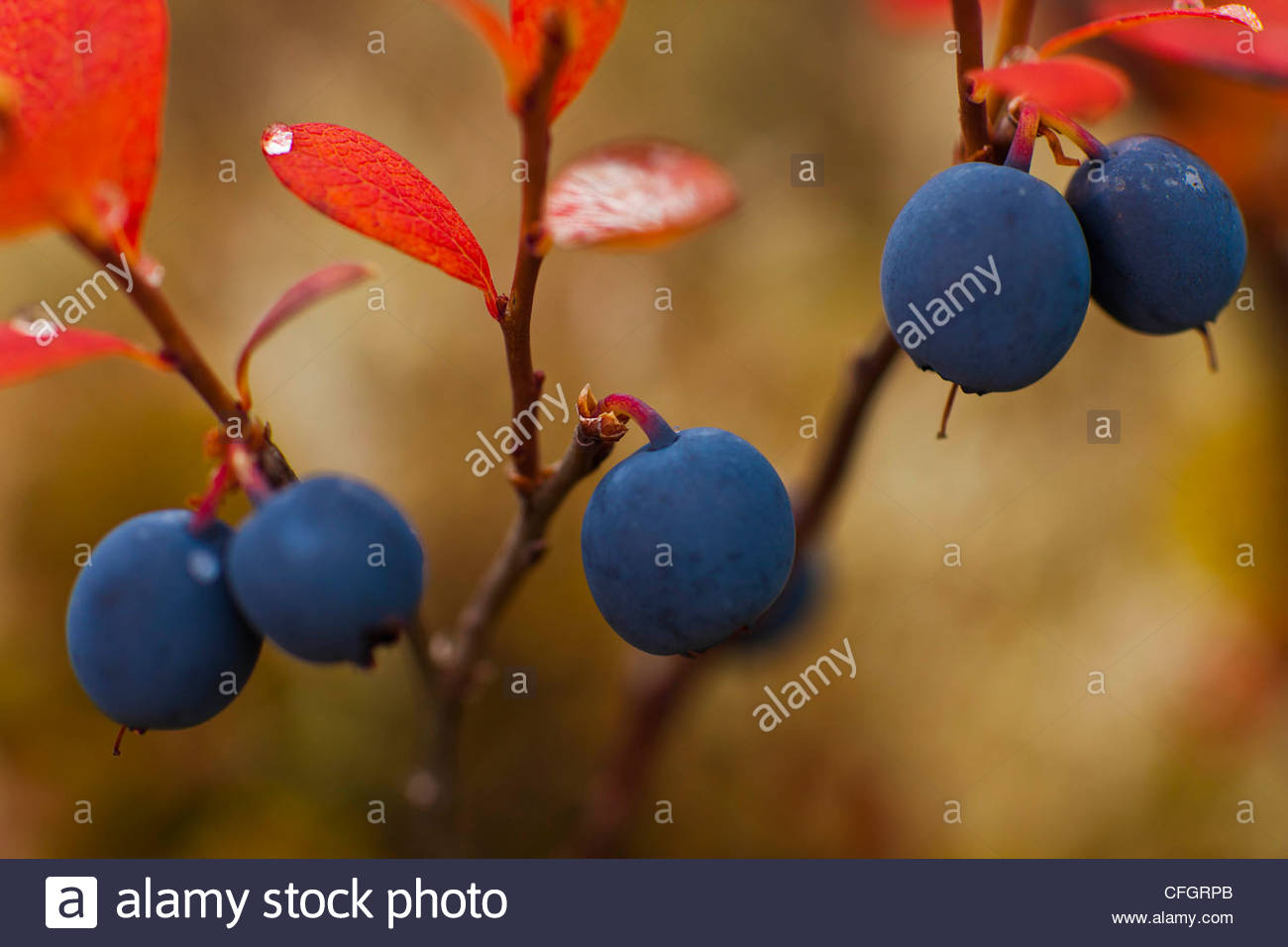 Close up of an Alaskan blueberry plant Stock Photo - Alamy