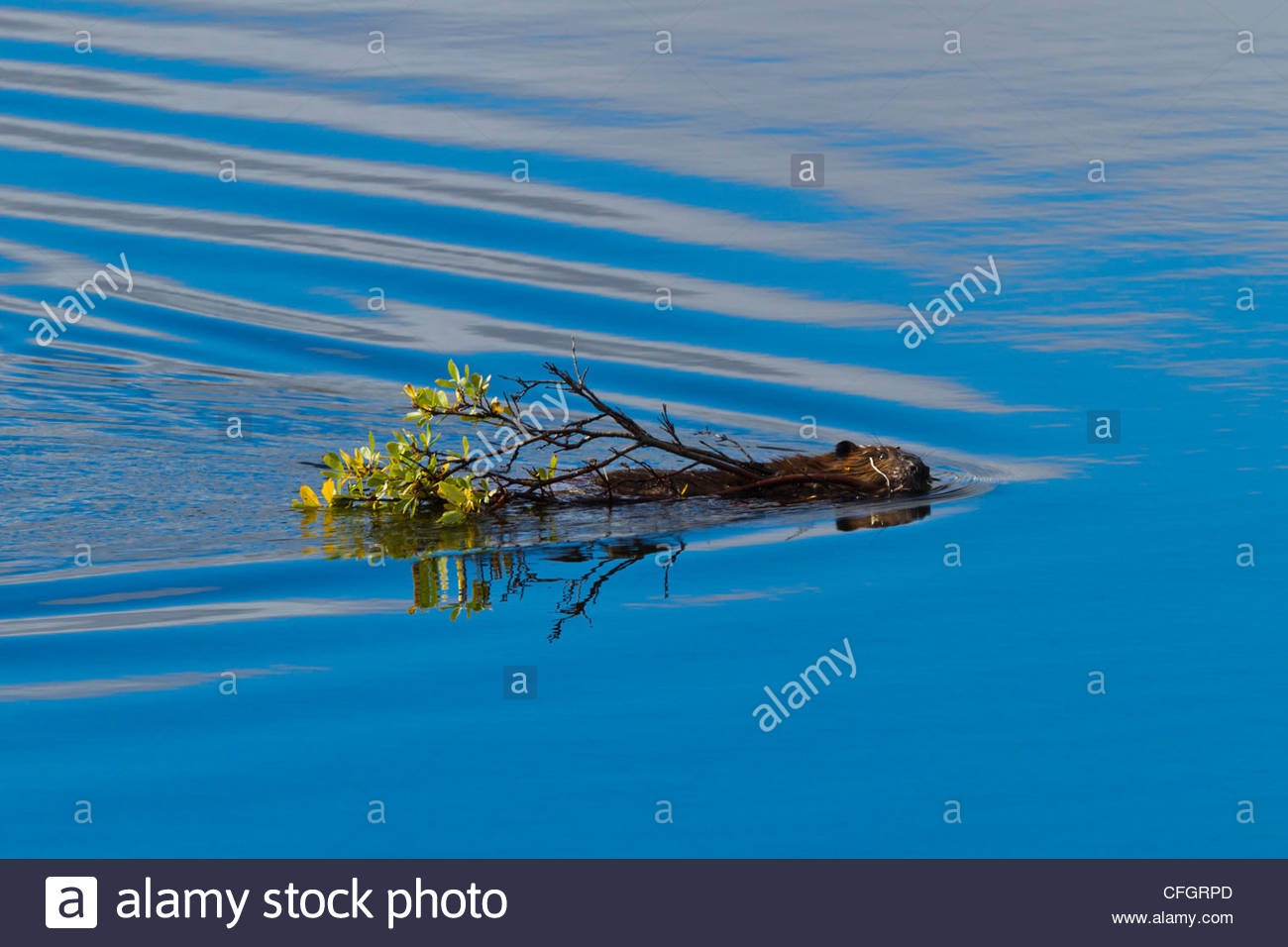 No limb hi-res stock photography and images - Alamy