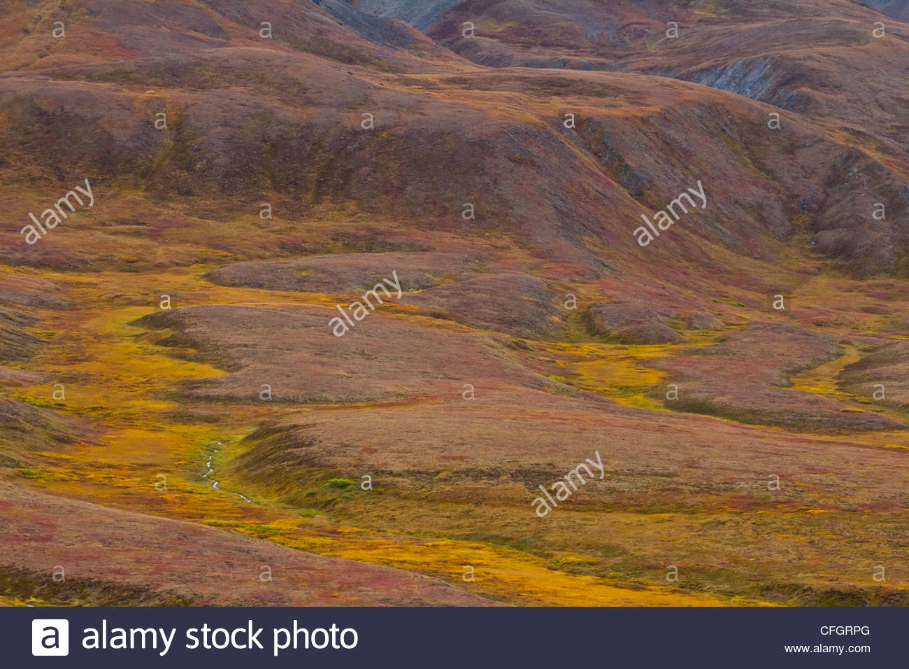 Autumn colors on the Alaskan tundra Stock Photo - Alamy