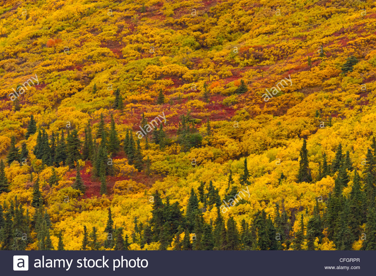 Aspen trees and fall foliage on the tundra Stock Photo - Alamy
