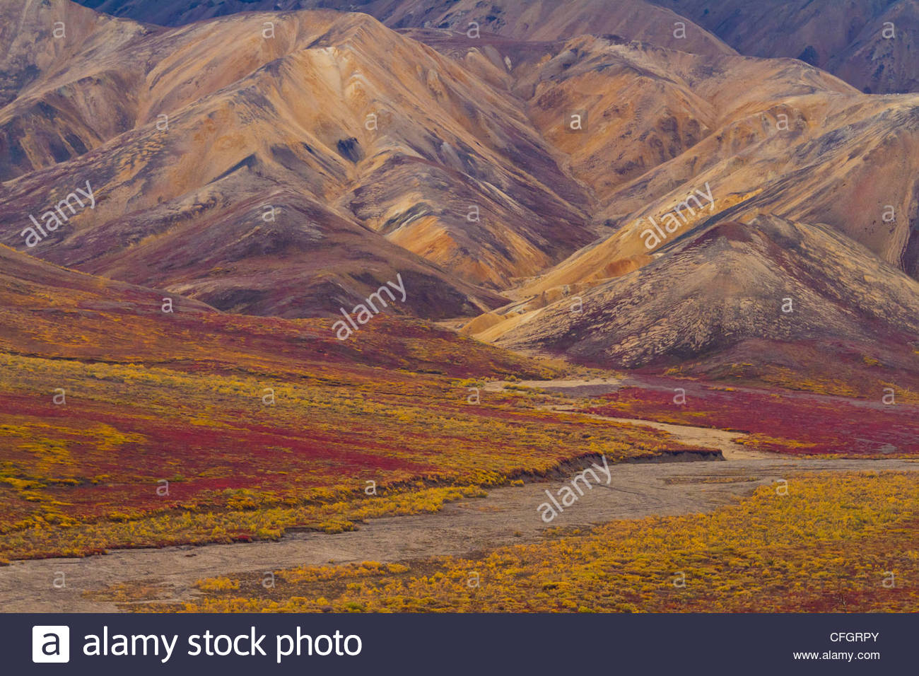 The Arctic tundra in fall Stock Photo - Alamy