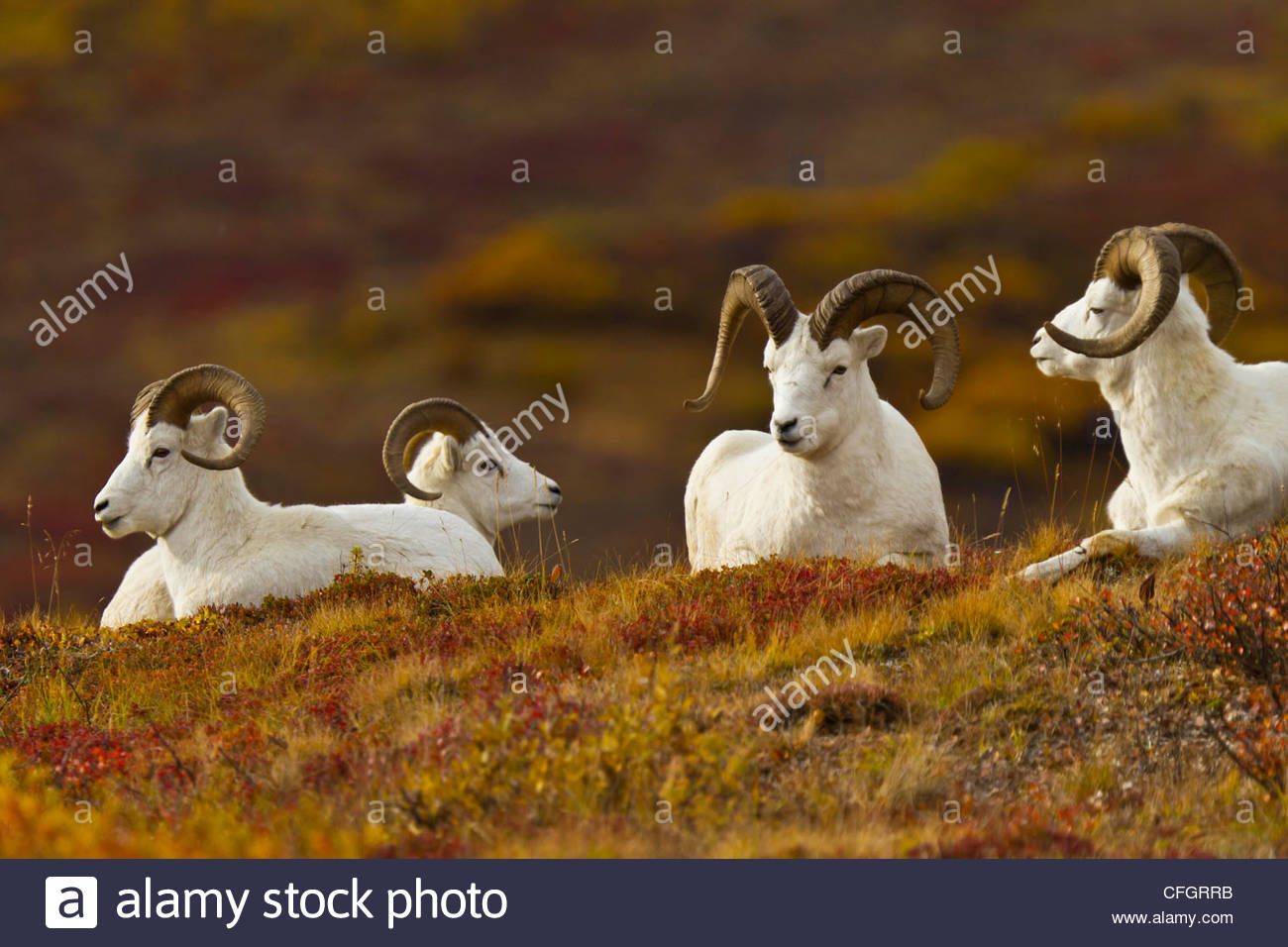 Four male Dall sheep rest on the tundra in autumn Stock Photo - Alamy