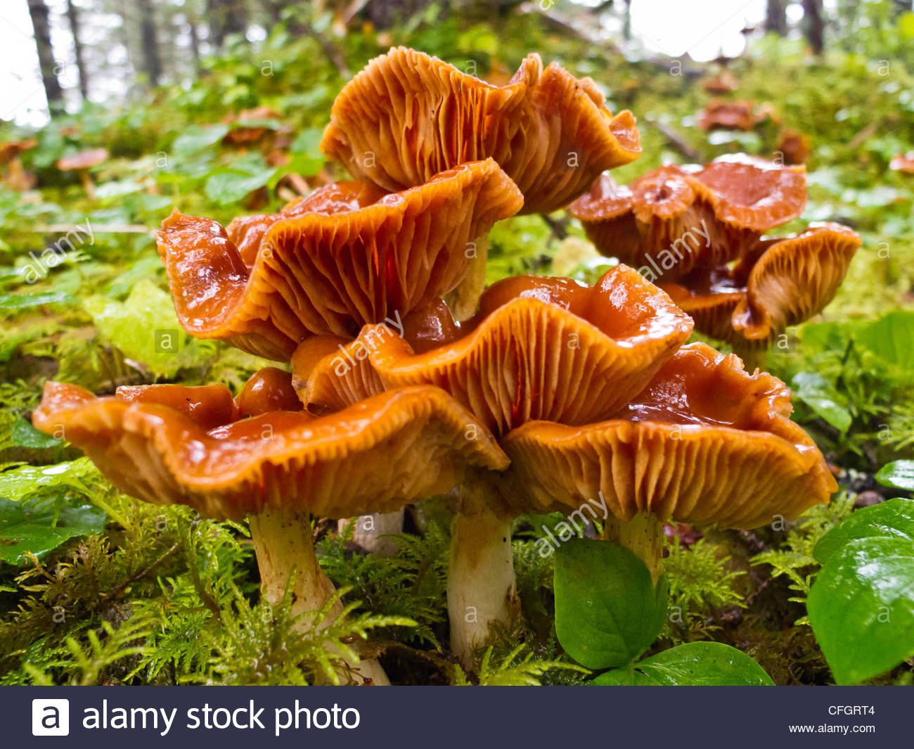 Close up of wild mushrooms in the rainforest Stock Photo - Alamy