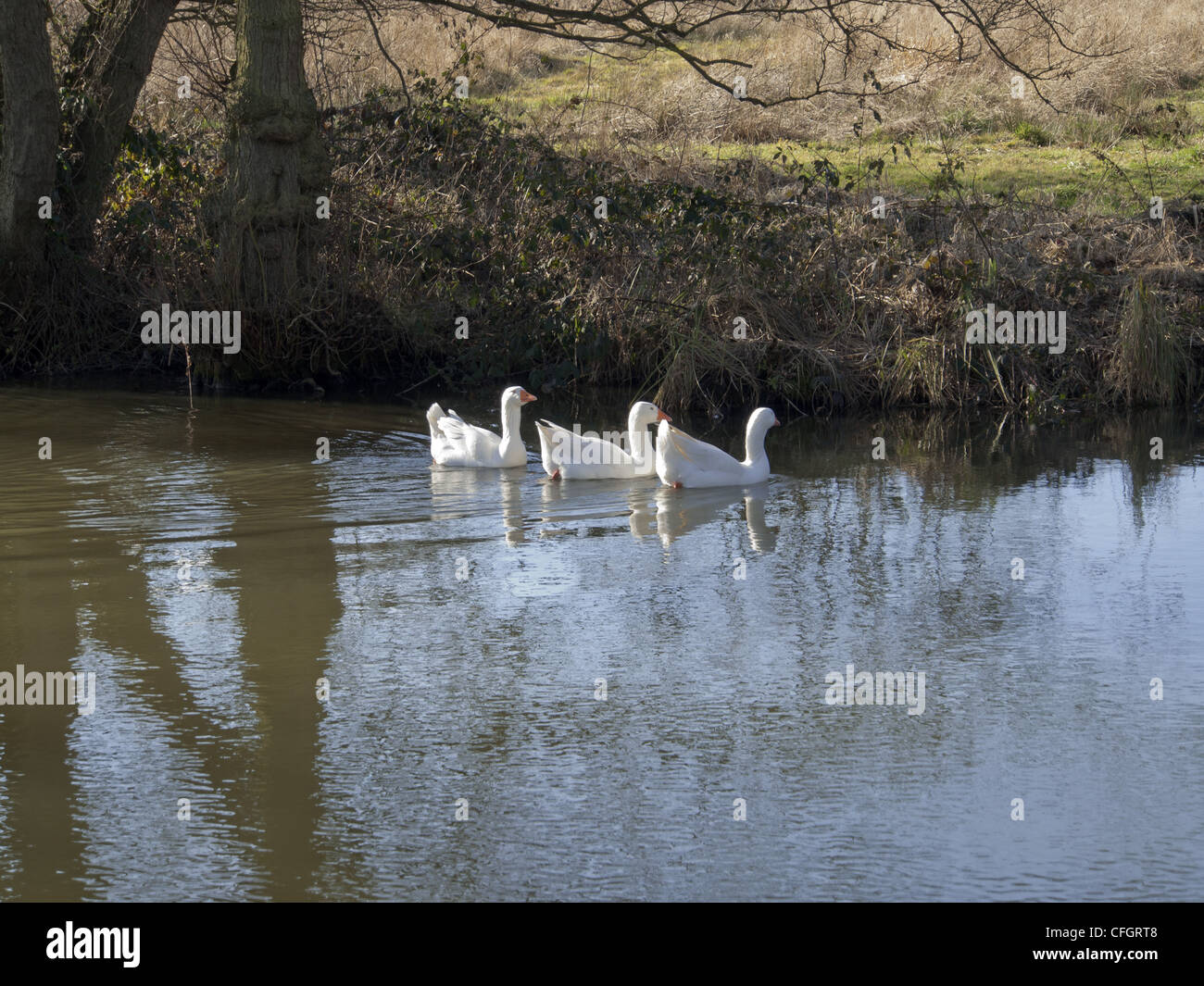 canal england uk inland waterway waterways waterway water river ...