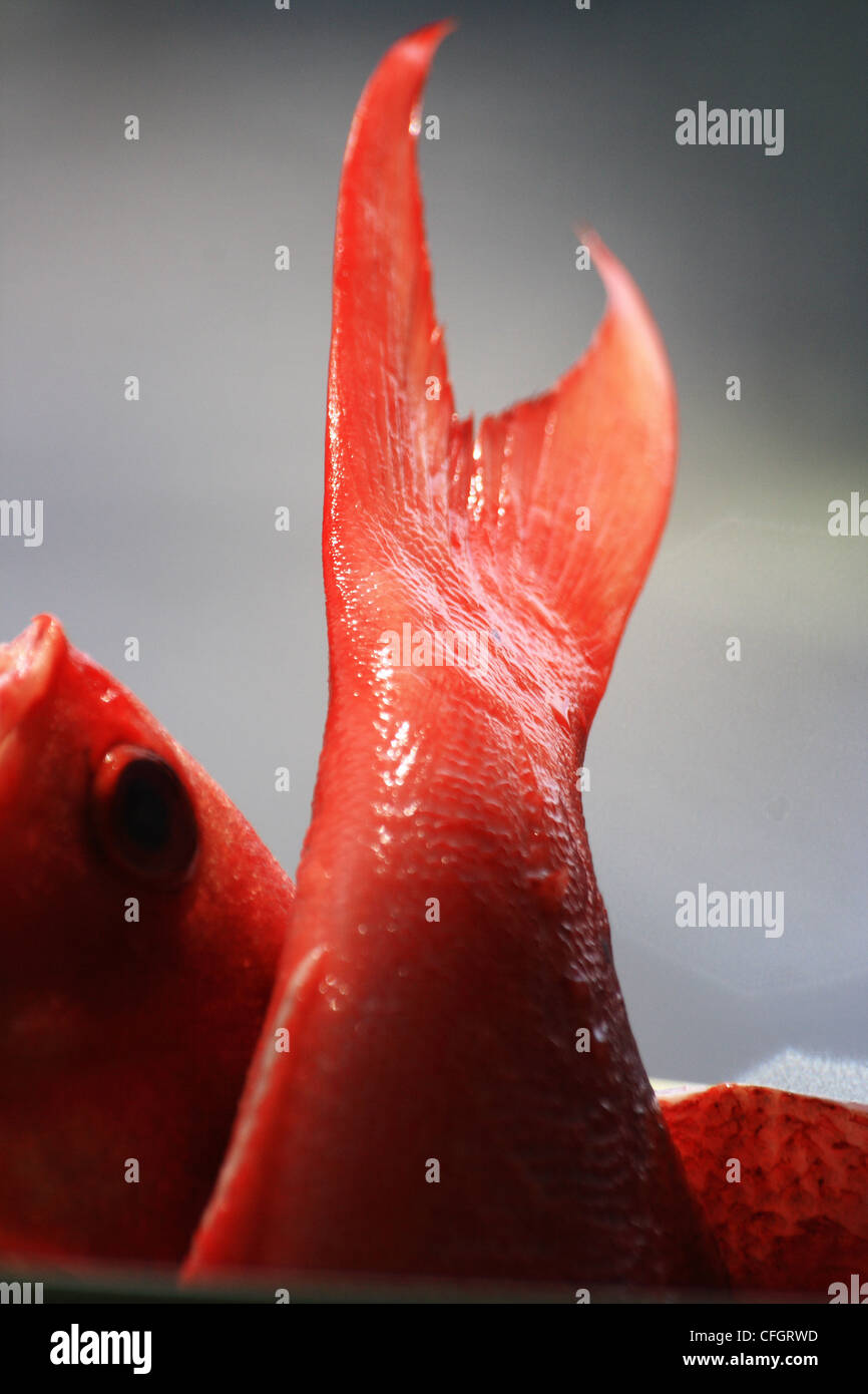 Pink perch fish hi-res stock photography and images - Alamy