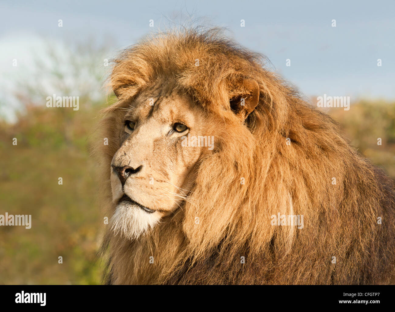 African lion portrait hi-res stock photography and images - Alamy