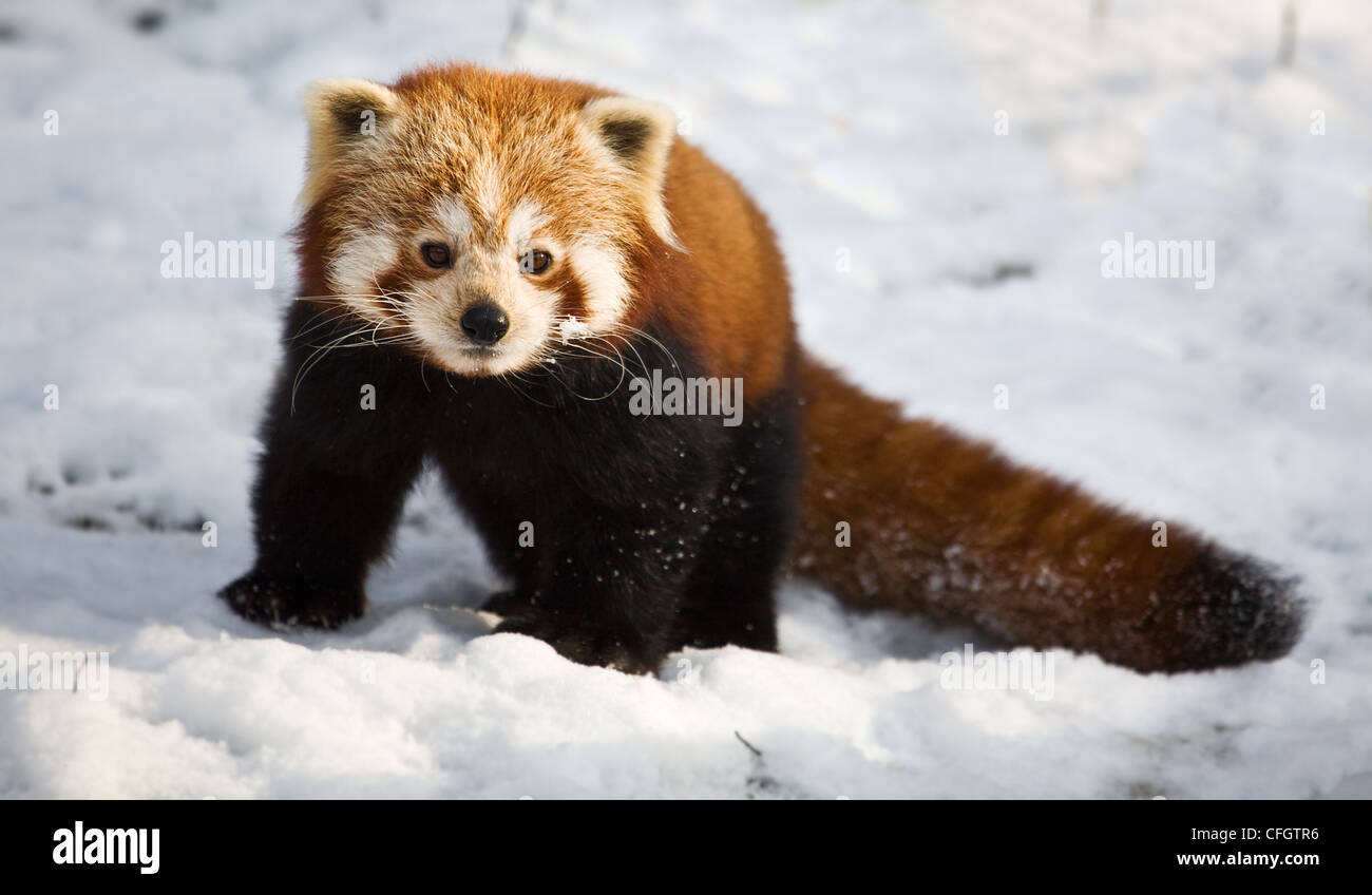Red panda in the snow Stock Photo - Alamy