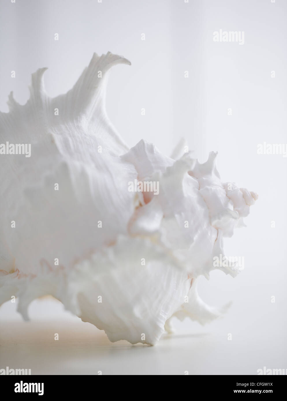 Shell: Coastal Still Life Stock Photo - Alamy