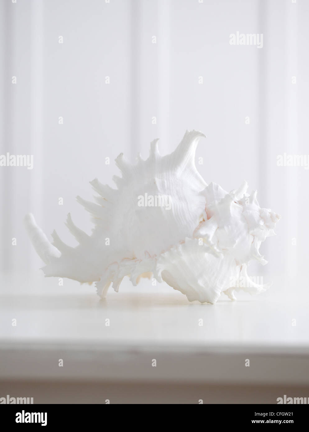 Shell: Coastal Still Life Stock Photo - Alamy