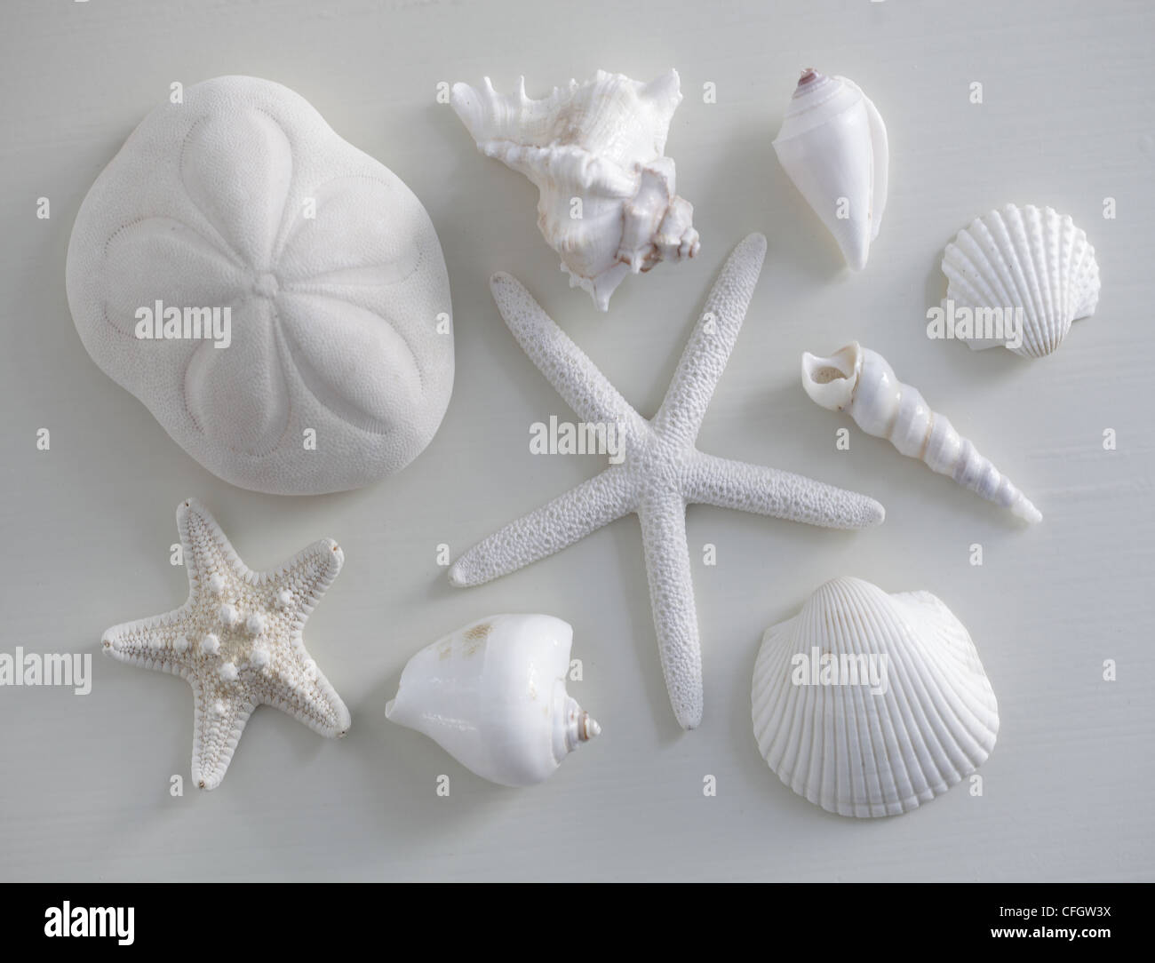 Shells: Coastal Still Life Stock Photo - Alamy