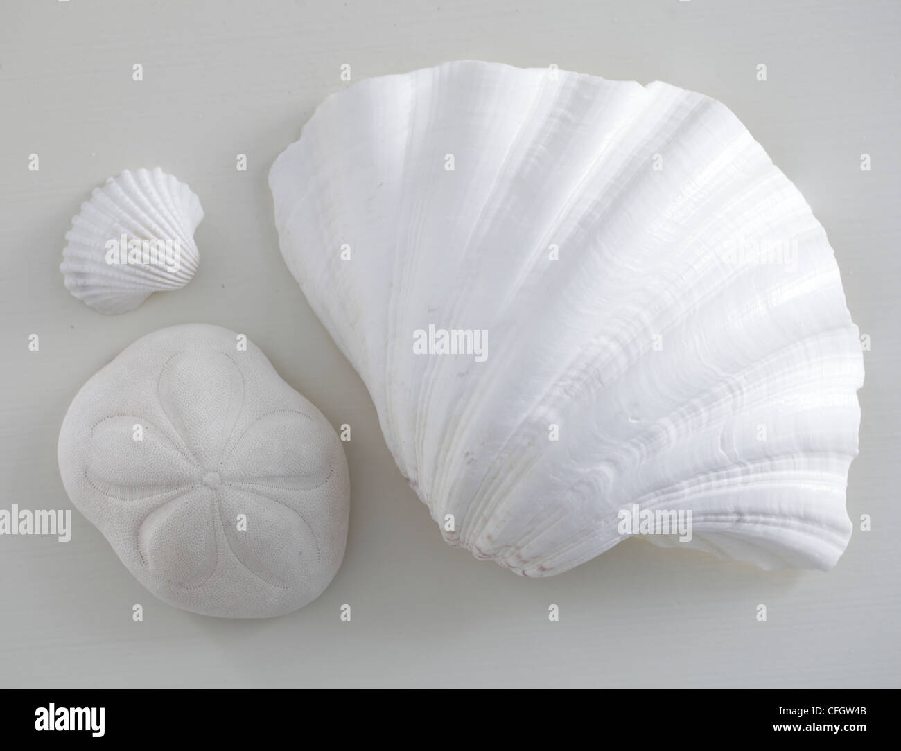 Shells: Coastal Still Life Stock Photo - Alamy