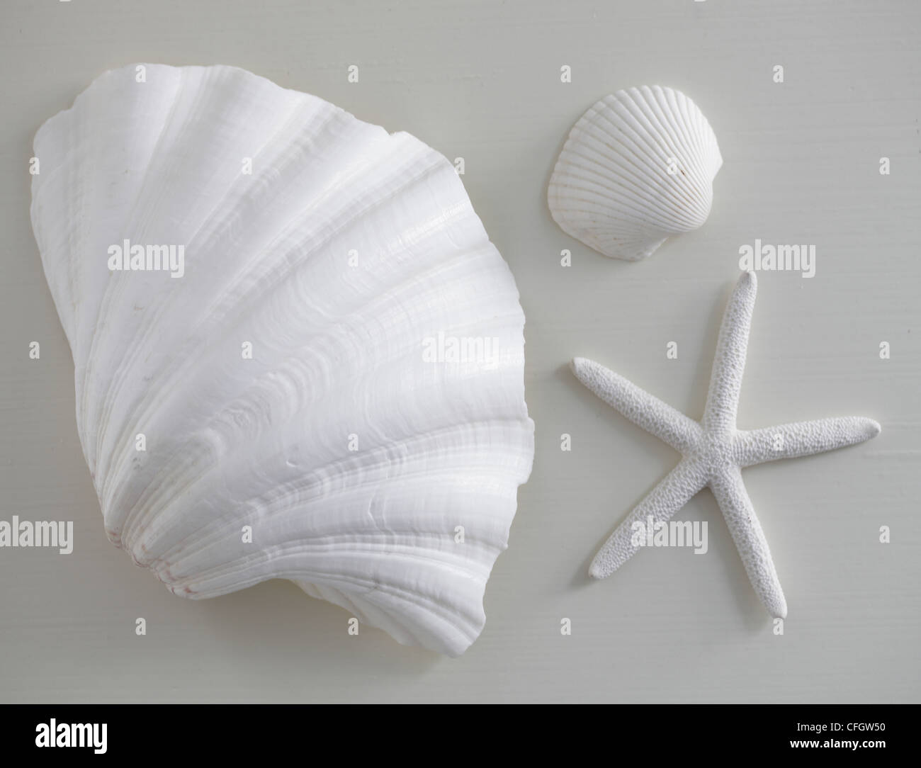 Shells: Coastal Still Life Stock Photo - Alamy