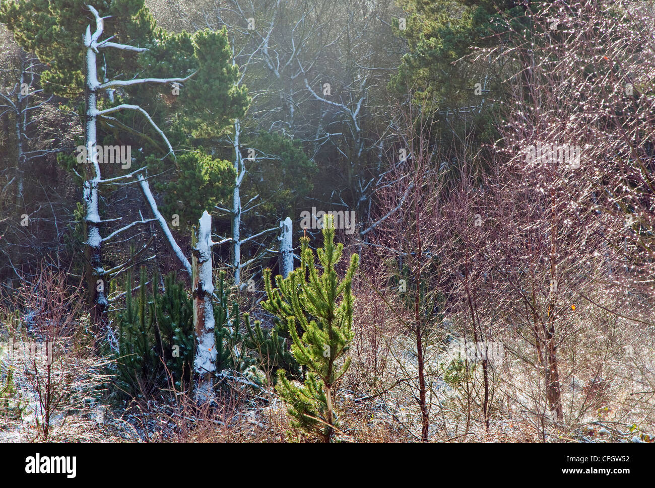 Beaudesert old park hi-res stock photography and images - Alamy