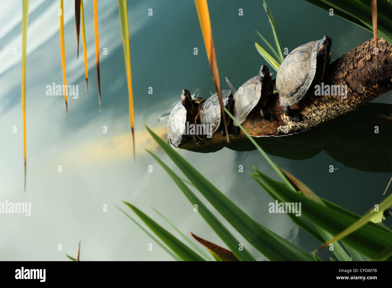 Basking turtles hi-res stock photography and images - Alamy