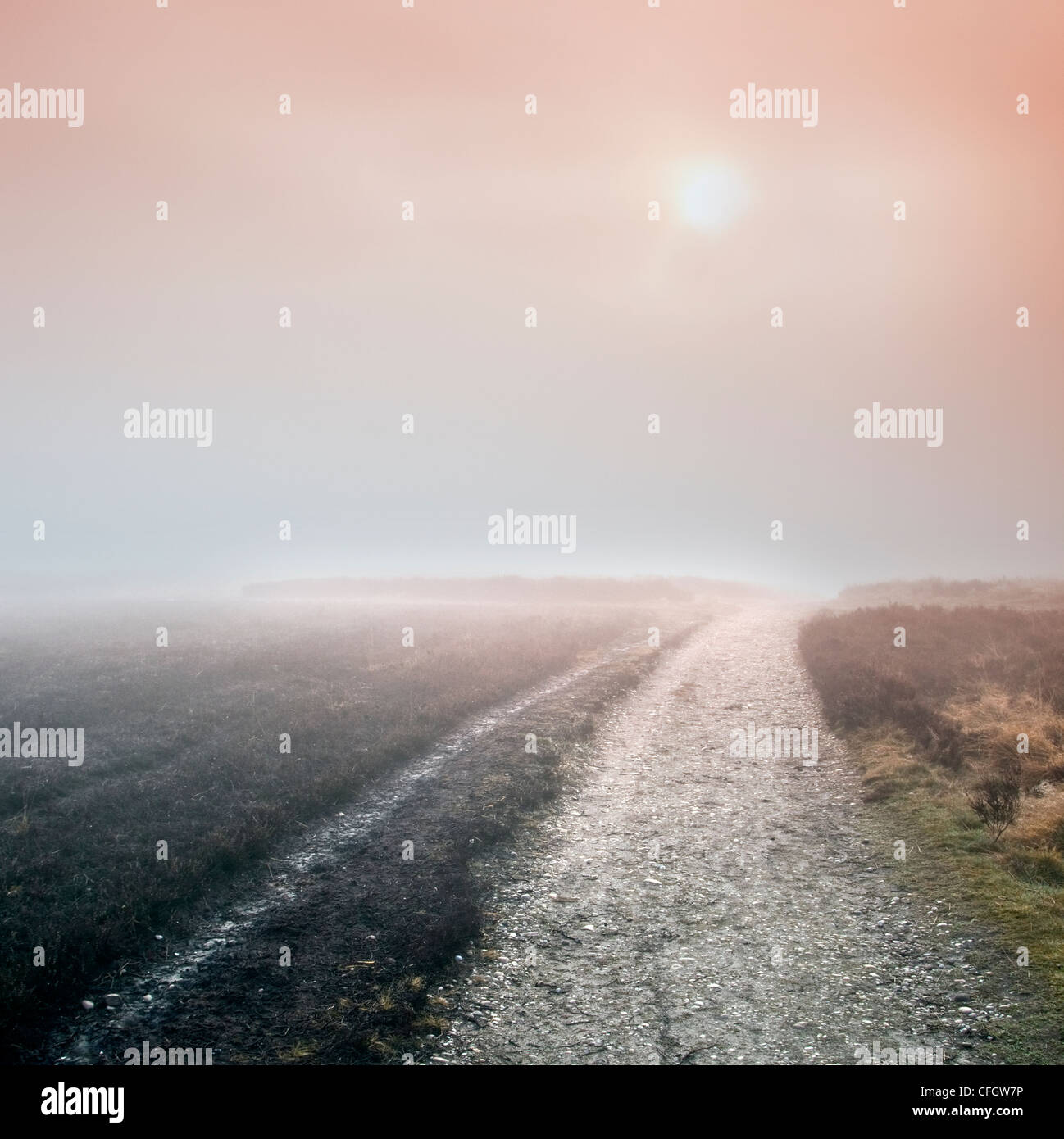 Morning Mist on Cannock Chase AONB (area of outstanding natural beauty ...