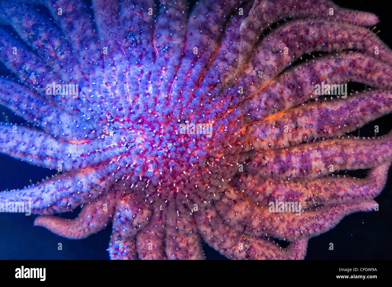 Sunflower starfish hi-res stock photography and images - Alamy