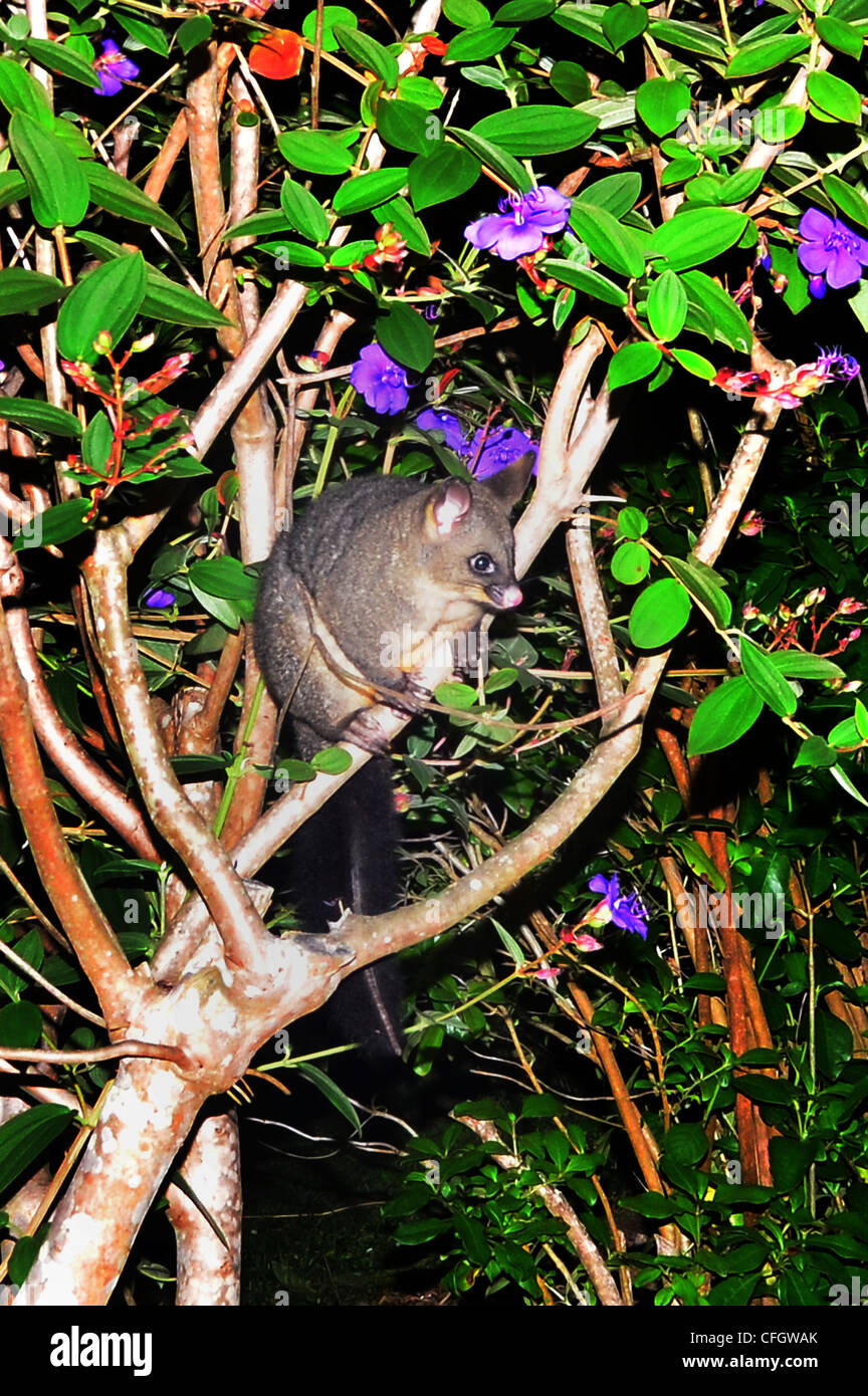Black Possum High Resolution Stock Photography and Images - Alamy