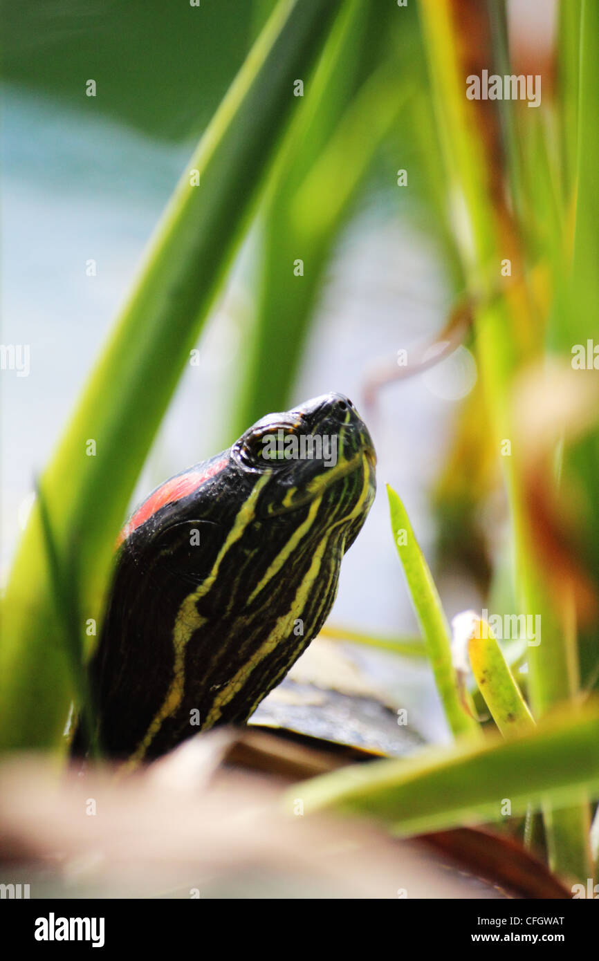 Turtle neck hi-res stock photography and images - Alamy