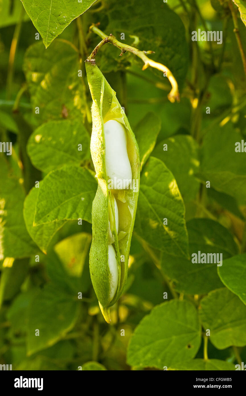 Vegetables creeper hi-res stock photography and images - Alamy