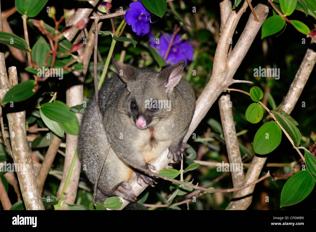 Black Possum High Resolution Stock Photography and Images - Alamy