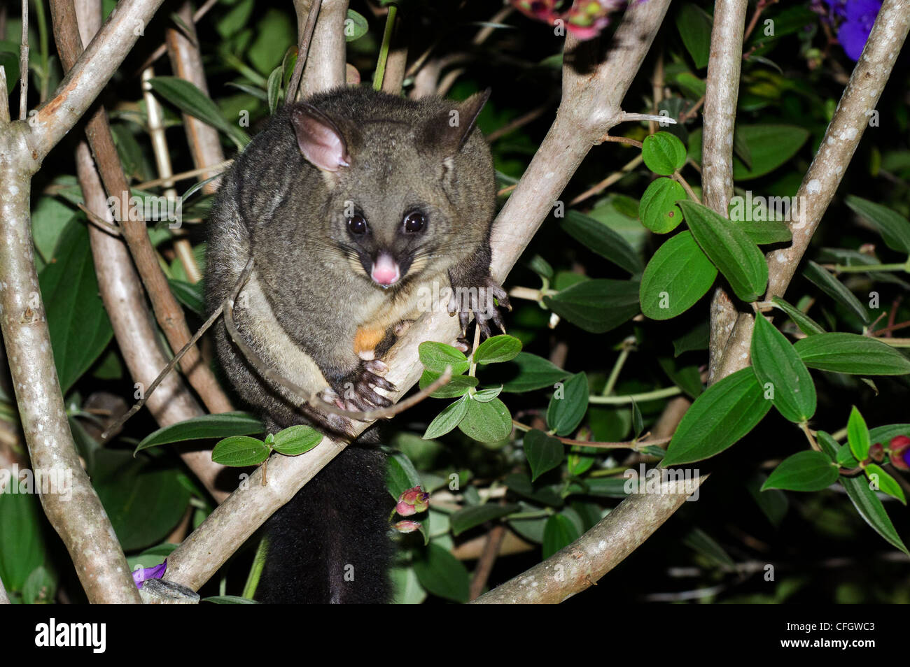 Possum Australia Tree Stock Photos & Possum Australia Tree Stock Images ...