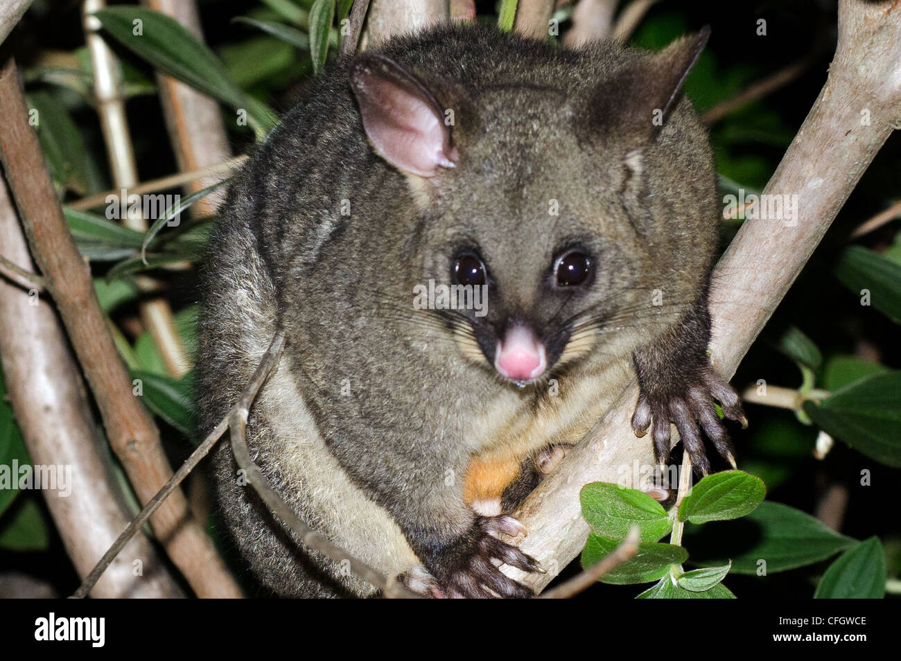 Native To Australia And New Zealand High Resolution Stock Photography ...