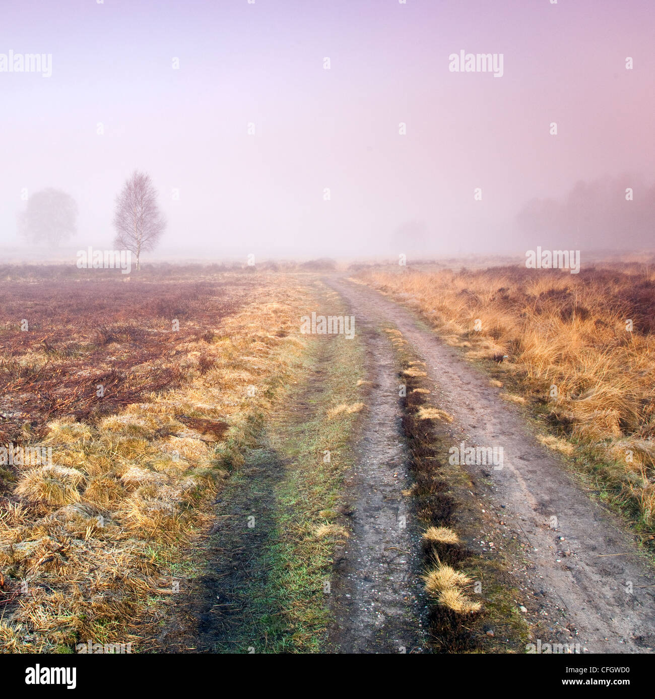 Morning Mist on Cannock Chase AONB (area of outstanding natural beauty ...
