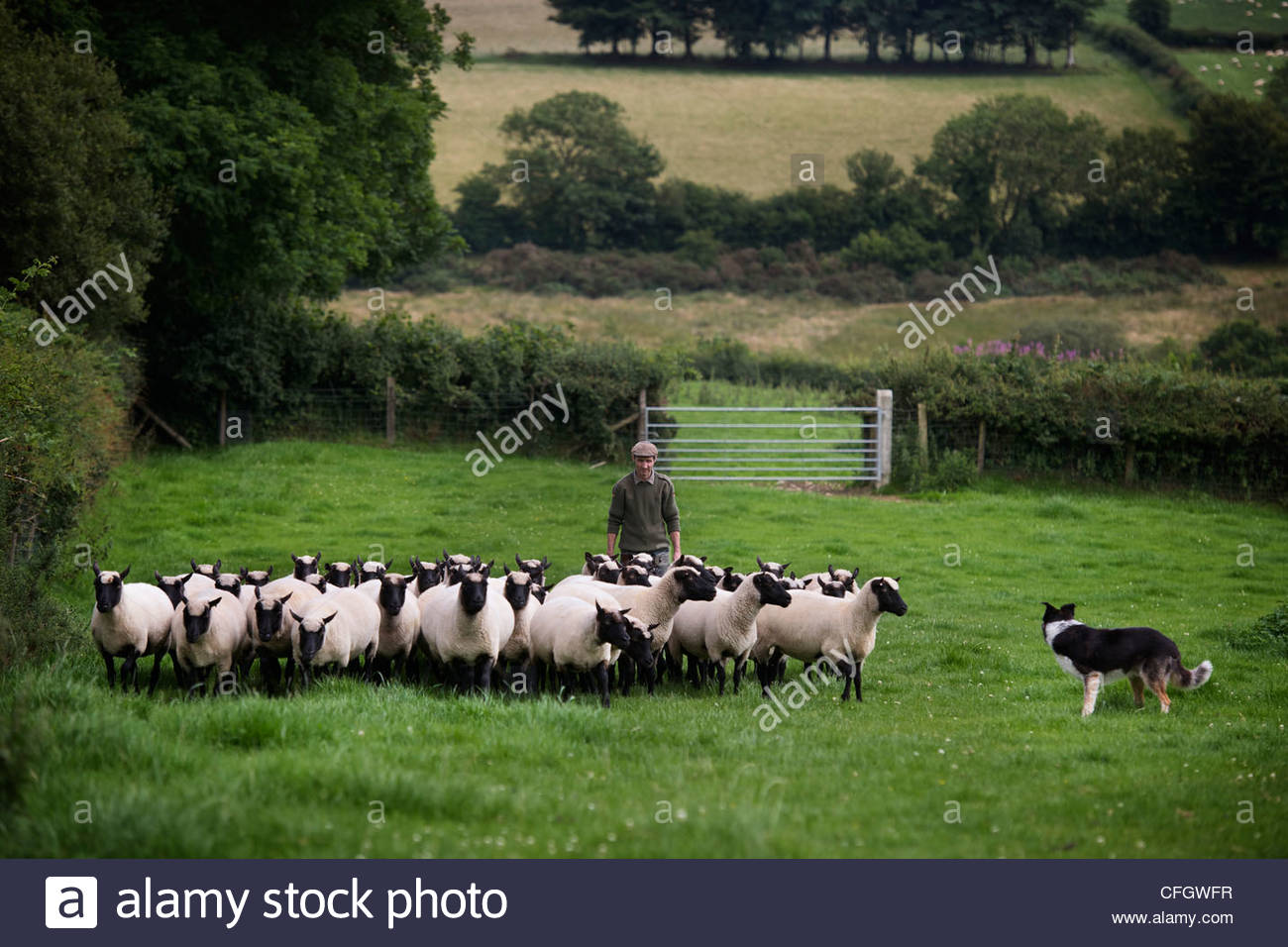 Sheep Herding Wales Stock Photos & Sheep Herding Wales Stock Images - Alamy