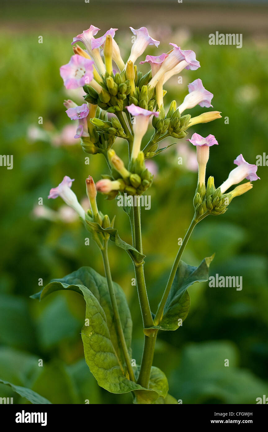 Tabacco leaves hi-res stock photography and images - Alamy