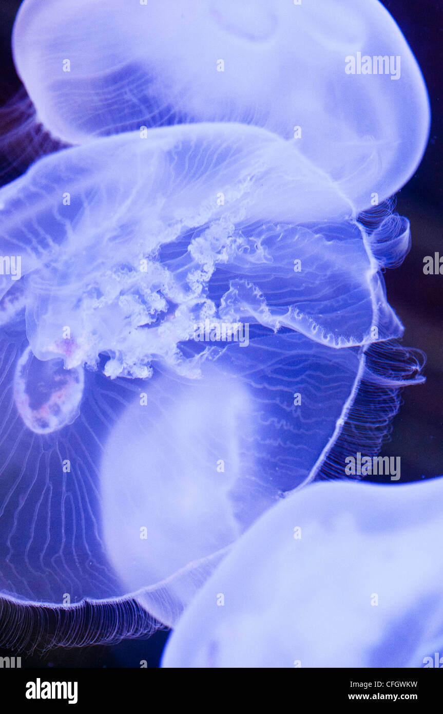 Multiple jellyfish hi-res stock photography and images - Alamy
